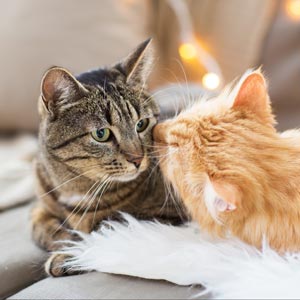 Taree Kennels and Cattery - Taree Boarding Kennels and Cattery